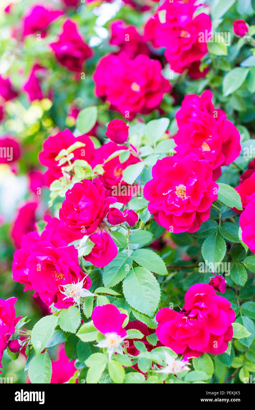 Chic red roses. Bush of red roses. Curly red rose Stock Photo - Alamy