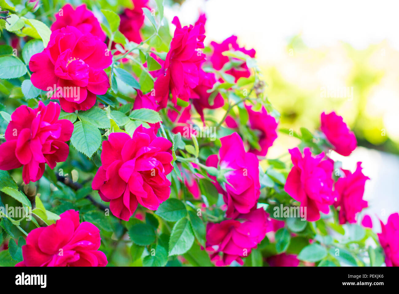Chic red roses. Bush of red roses. Curly red rose Stock Photo - Alamy