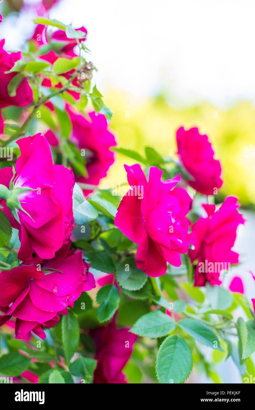 Chic red roses. Bush of red roses. Curly red rose Stock Photo - Alamy