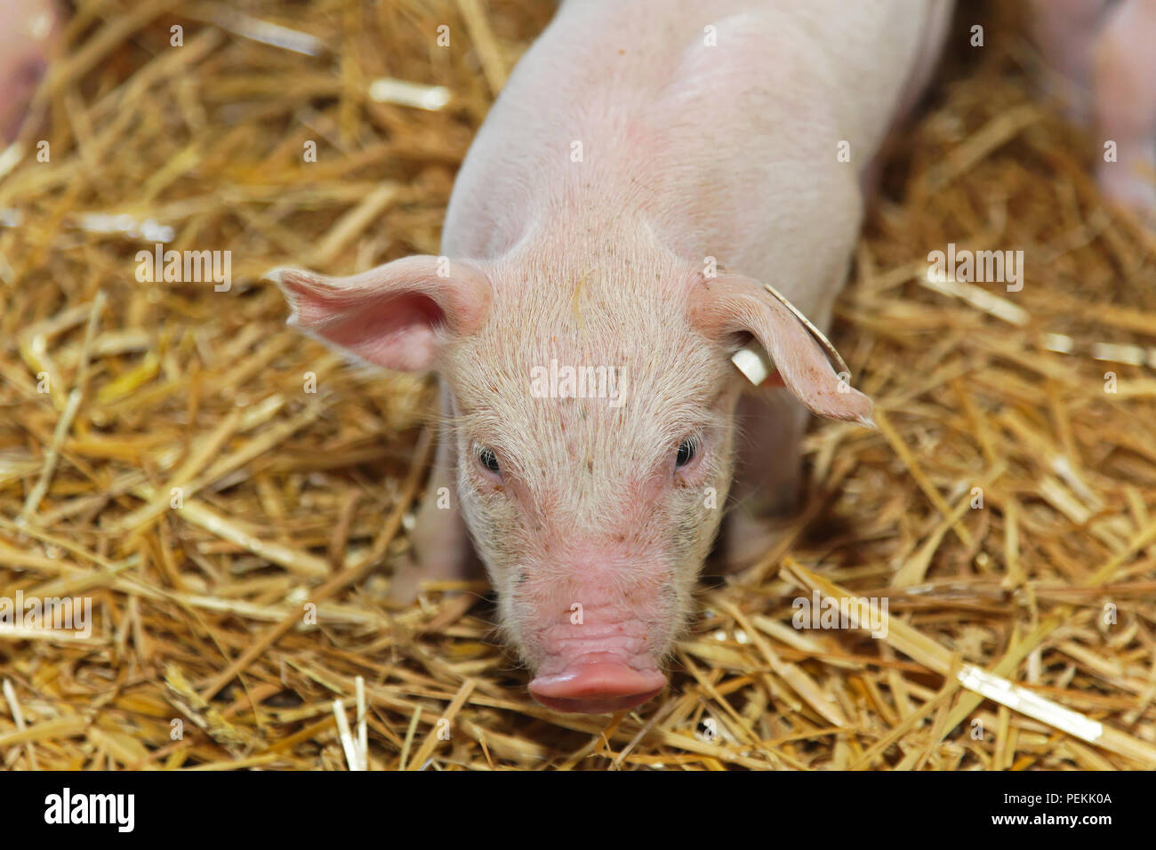 Pigglet hi-res stock photography and images - Alamy