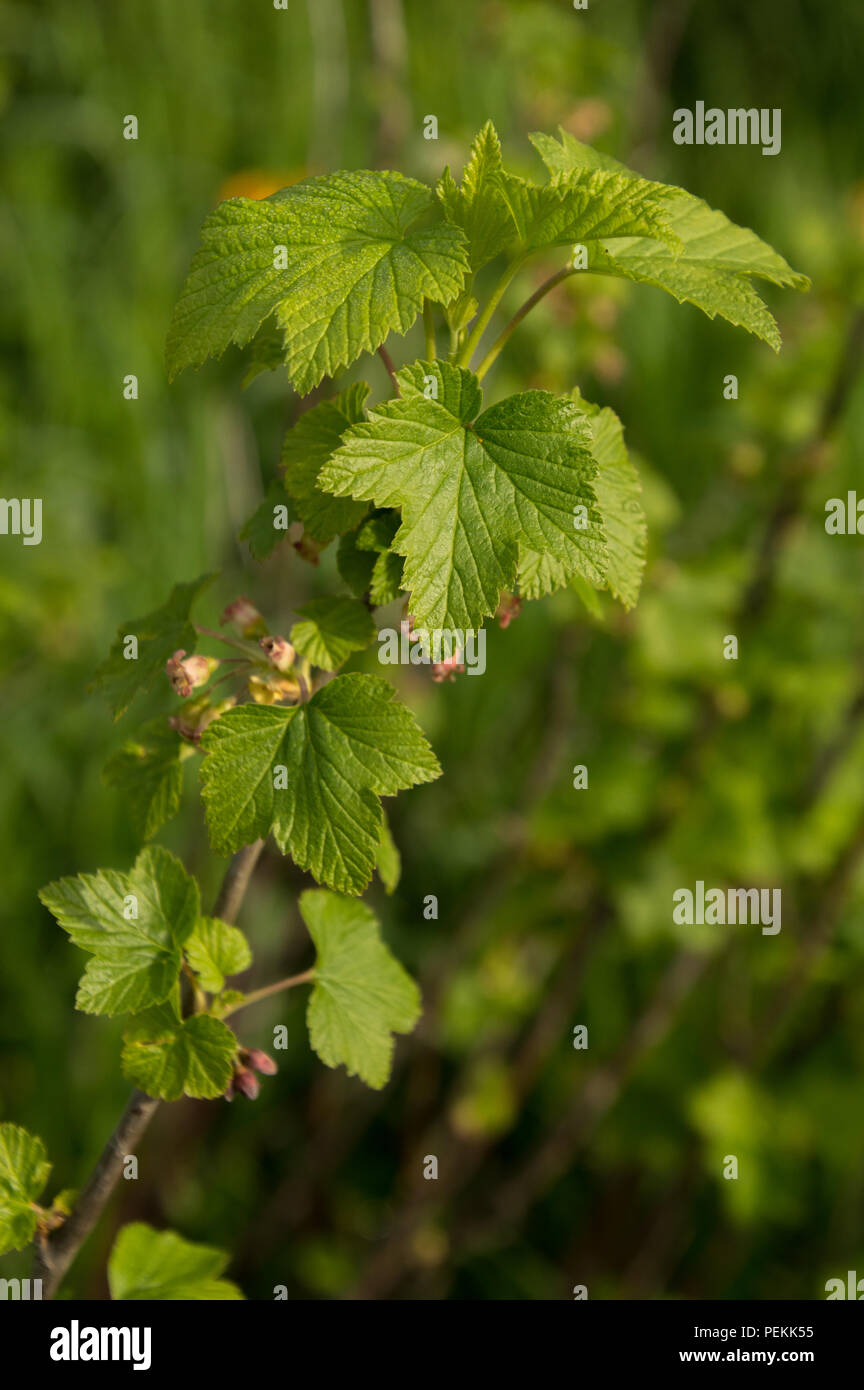Blackcurrant bush in flower hi-res stock photography and images - Alamy