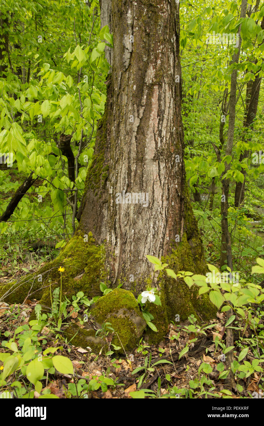 Maple tree trunk close-up with white trillium flower in the woods Stock ...