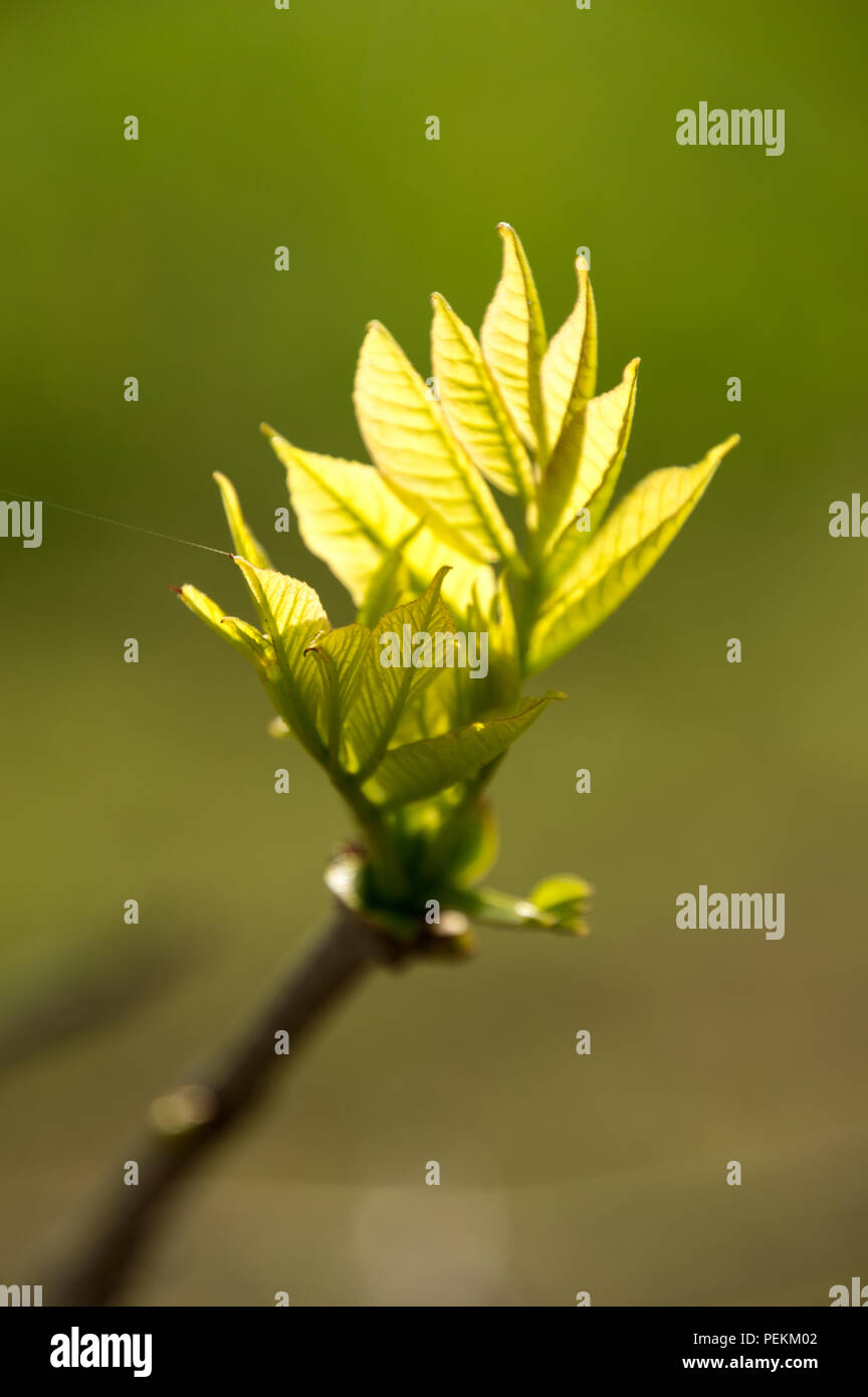 Sidelit leaves hi-res stock photography and images - Alamy