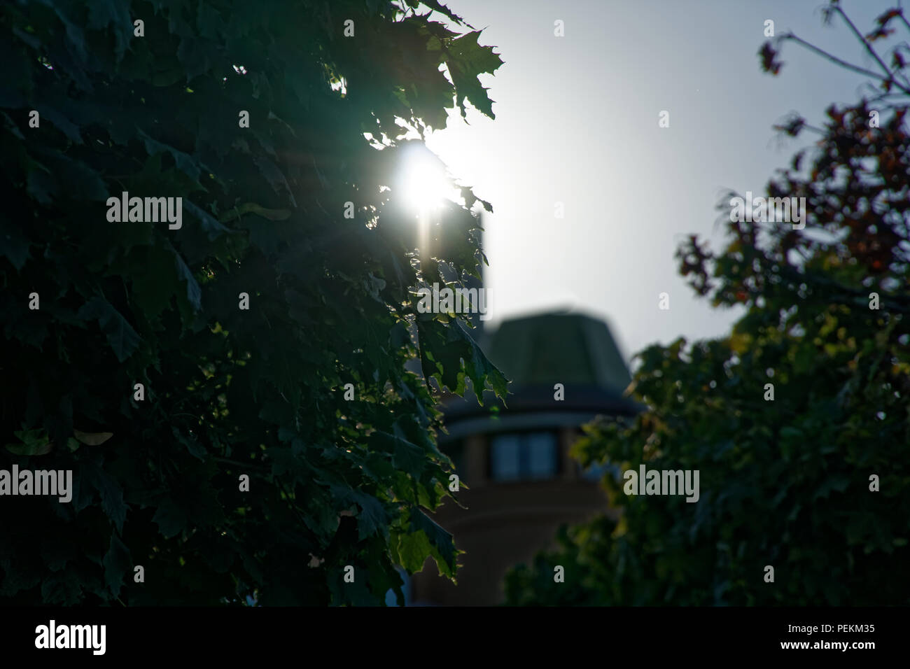 Sunlight in tree leaves, bright sunbeam, nature green wood sun light ...