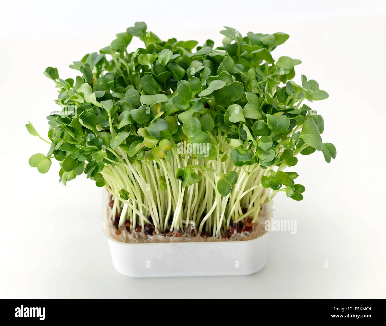 Fresh edible healthy green watercress in pot Stock Photo - Alamy
