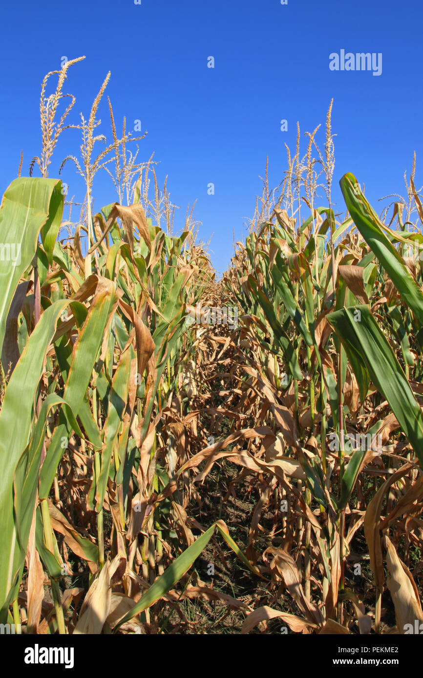 Rows of corn crops ready for harvest Stock Photo - Alamy