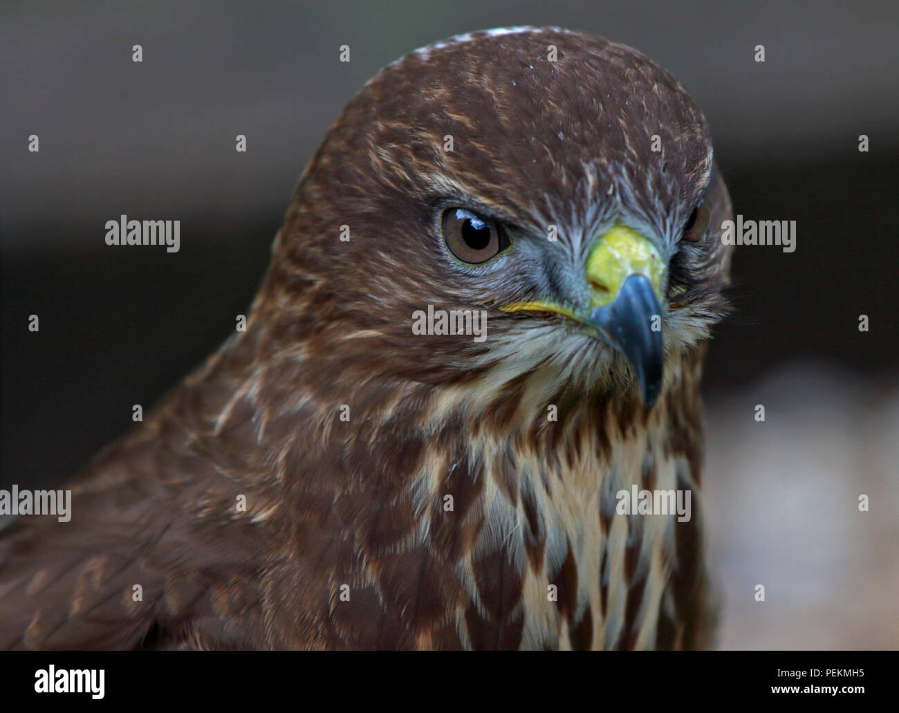 European Buzzard High Resolution Stock Photography and Images - Alamy