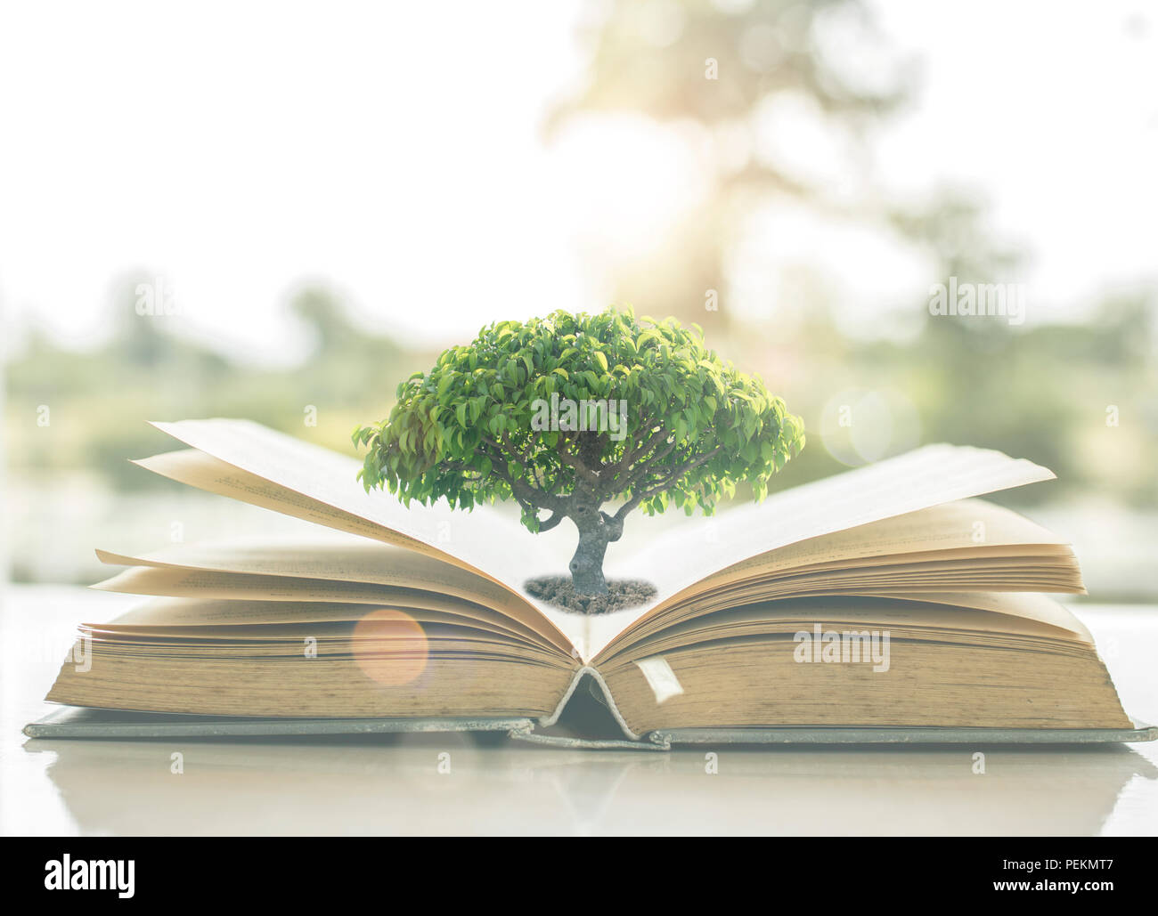 Knowledge and wisdom concept, small tree growing on old book opening ...