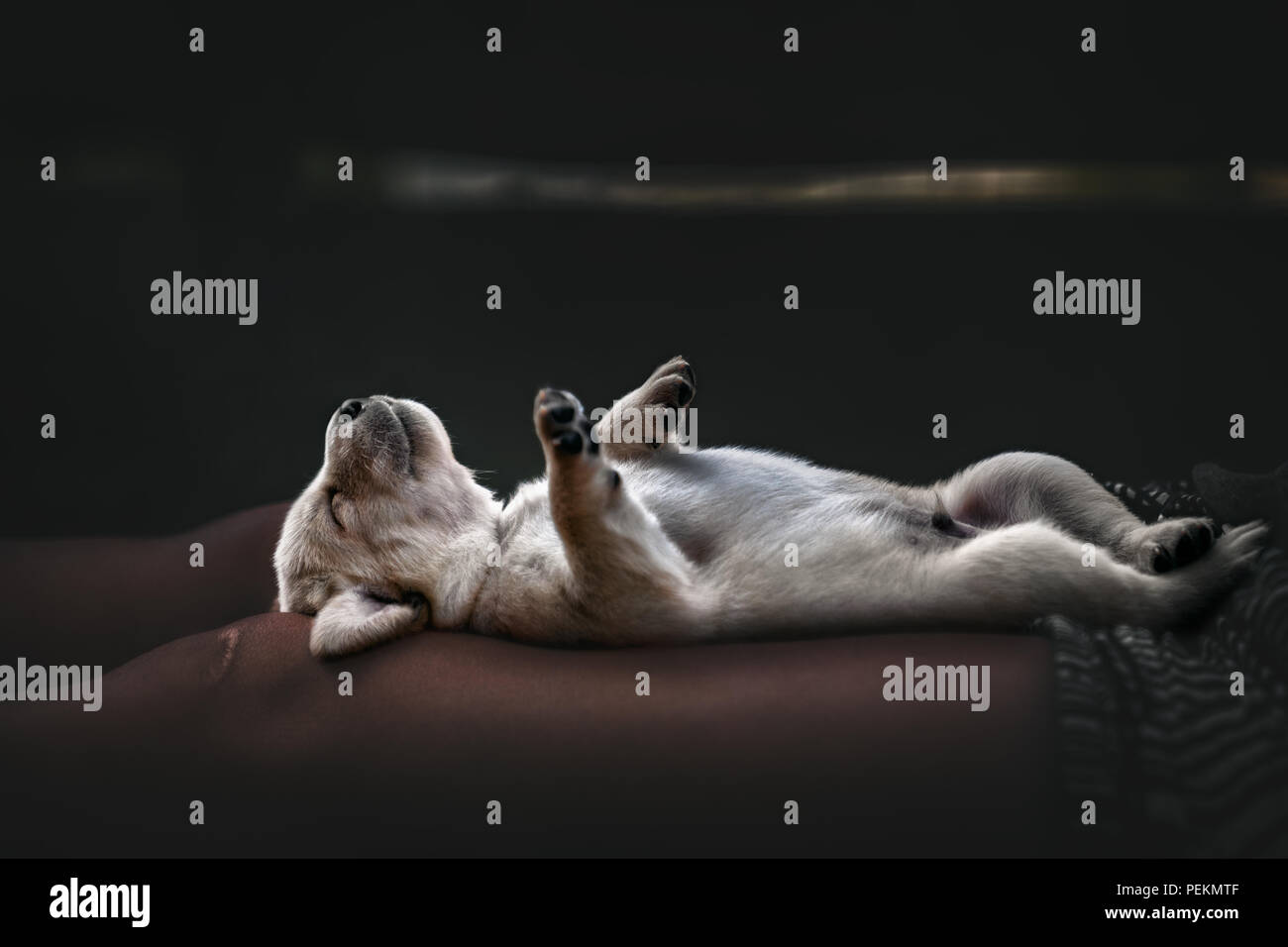 young cute yellow labrador retriever dog puppy pet lies on female legs ...