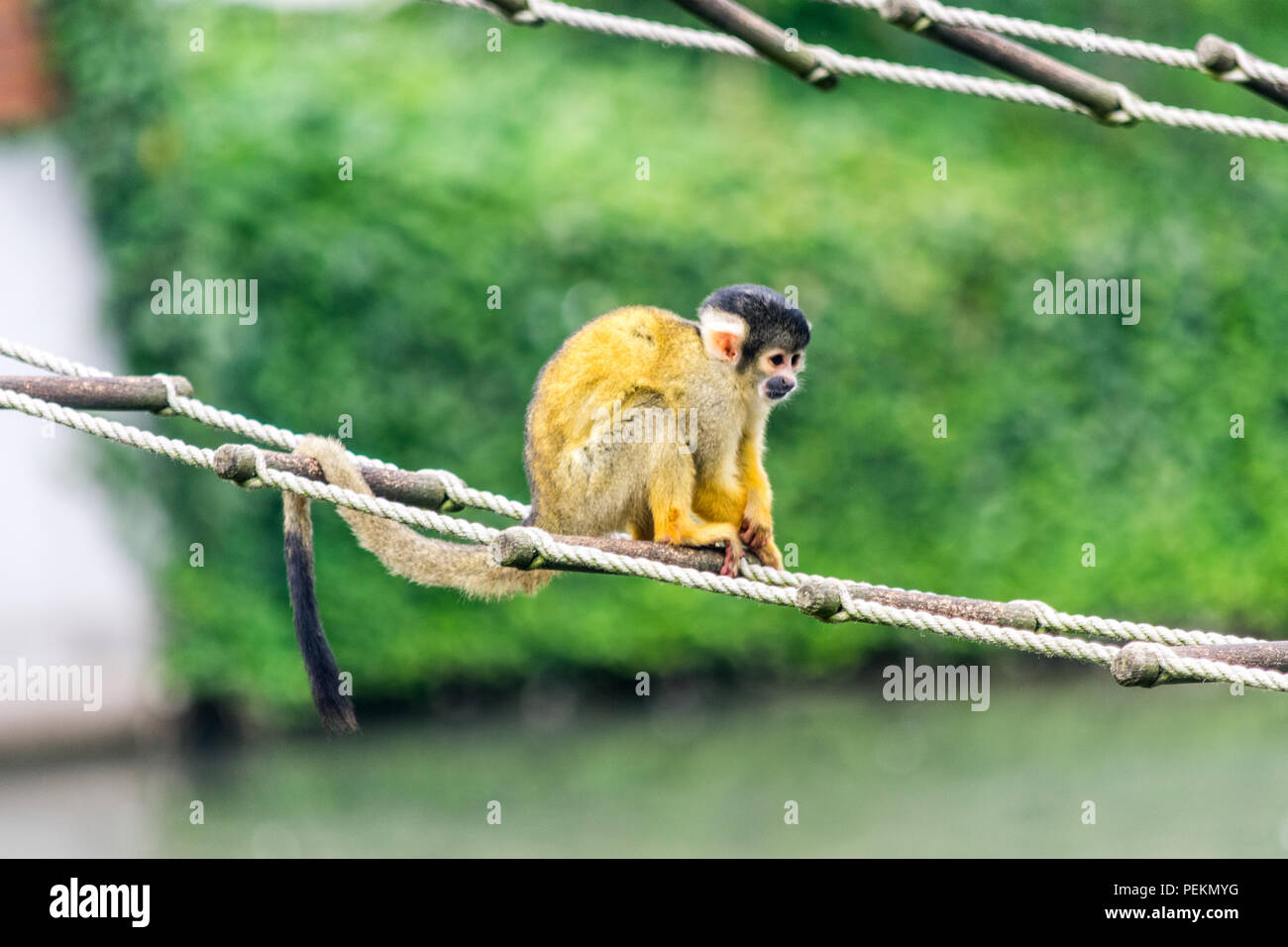 A cute, small, monkey sitting on a rope ladder, with a green background ...