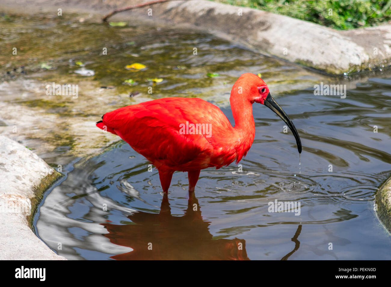 A red ibis sitting in a pool of water, with bright pink feathers Stock ...