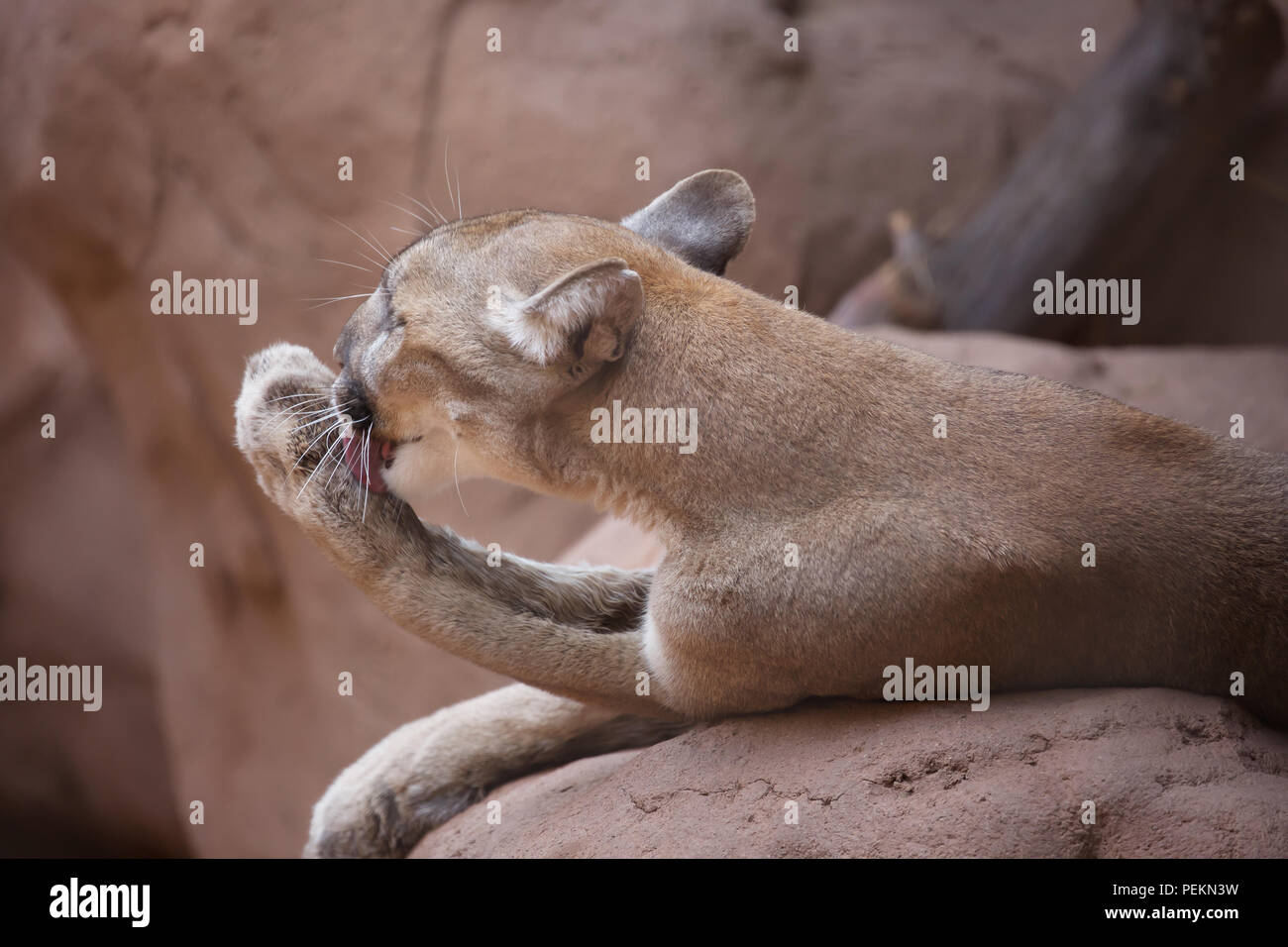 Cougar commonly known as a Puma in Phoenix Zoo,Arizona, USA Stock Photo ...