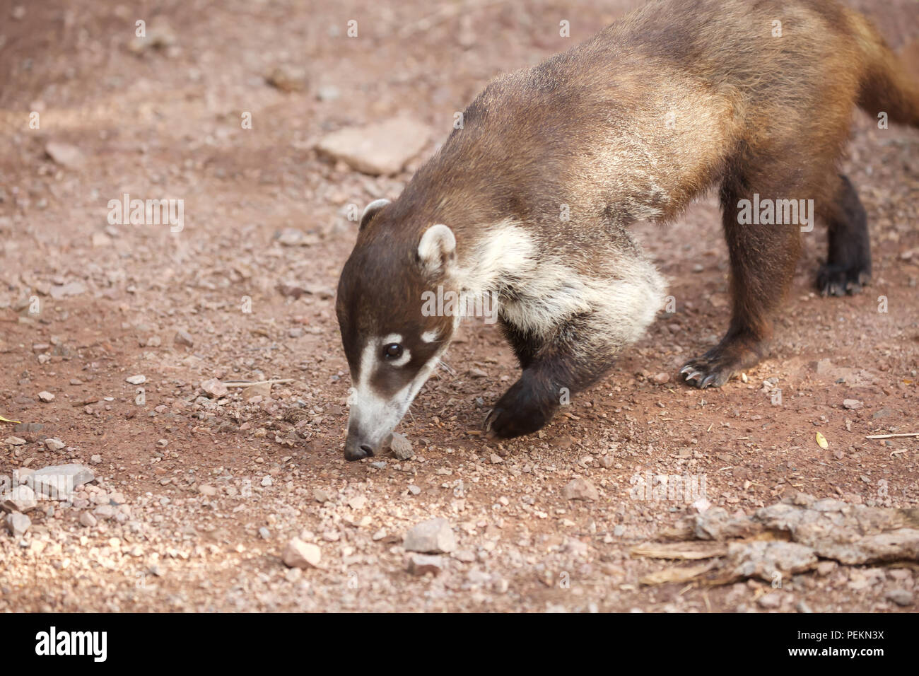 White-Nosed Coati in Phoenix Zoo,Arizona, USA Stock Photo - Alamy