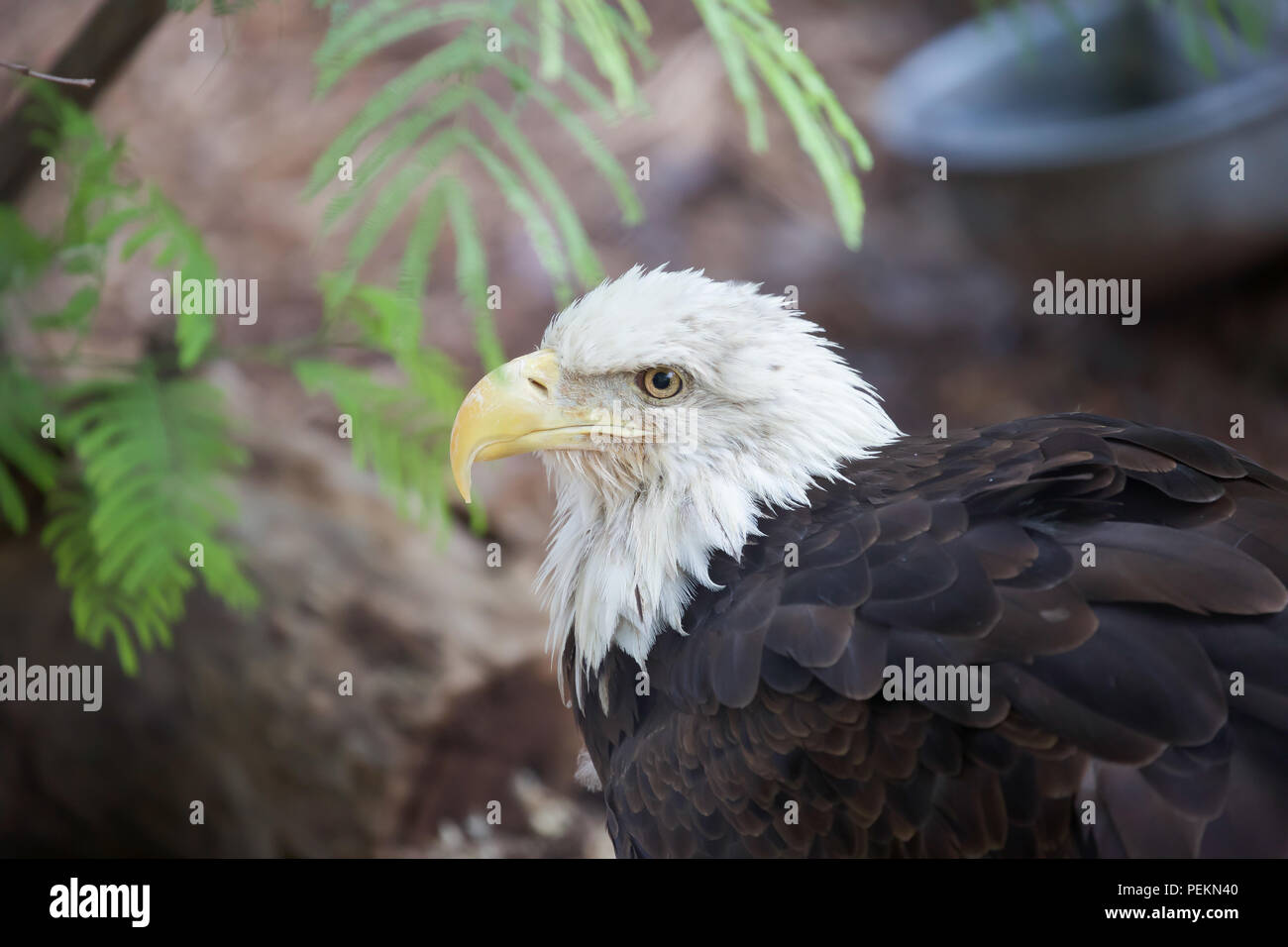 Baldheaded eagle in Phoenix Zoo,Arizona, USA Stock Photo - Alamy