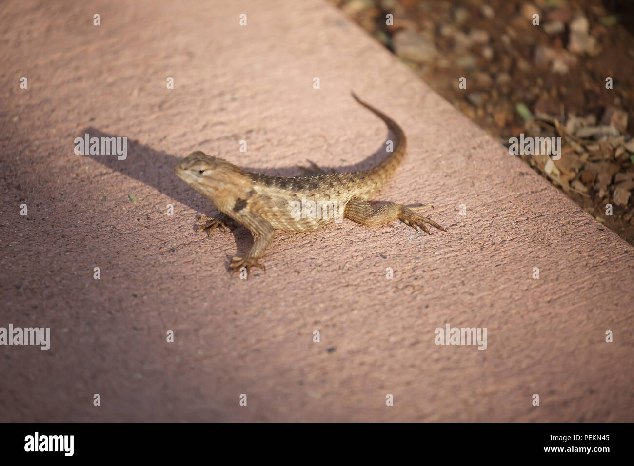 Lizard in Phoenix Zoo,Arizona, USA Stock Photo - Alamy