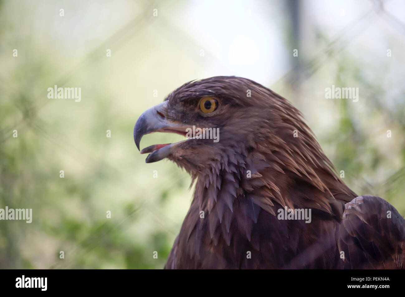 Golden Eagle in Phoenix Zoo,Arizona, USA Stock Photo - Alamy