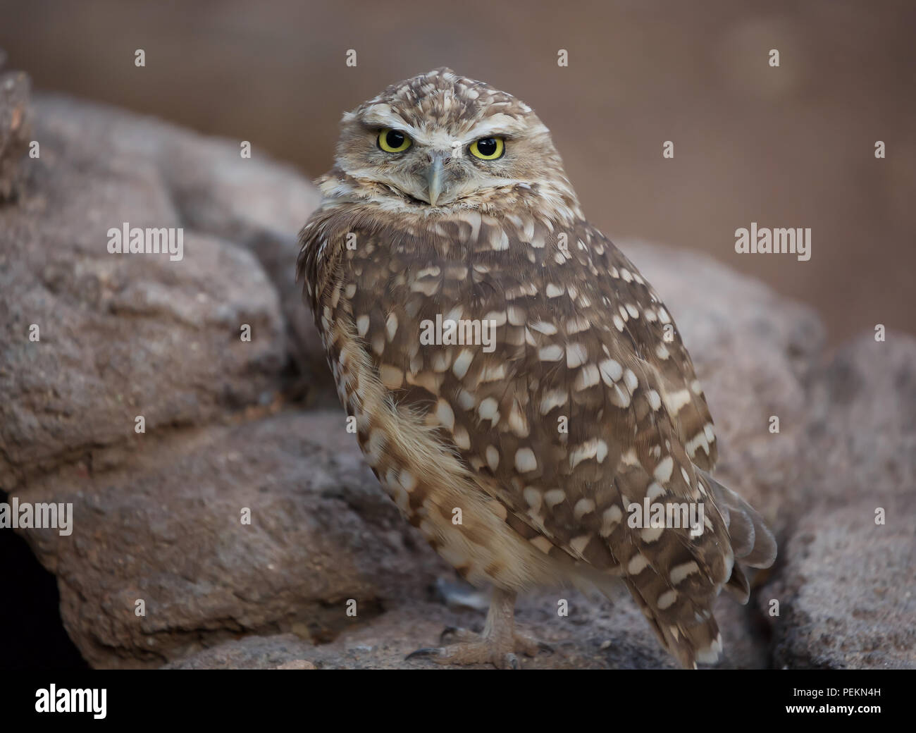 Brown Owl in Phoenix Zoo,Arizona, USA Stock Photo - Alamy