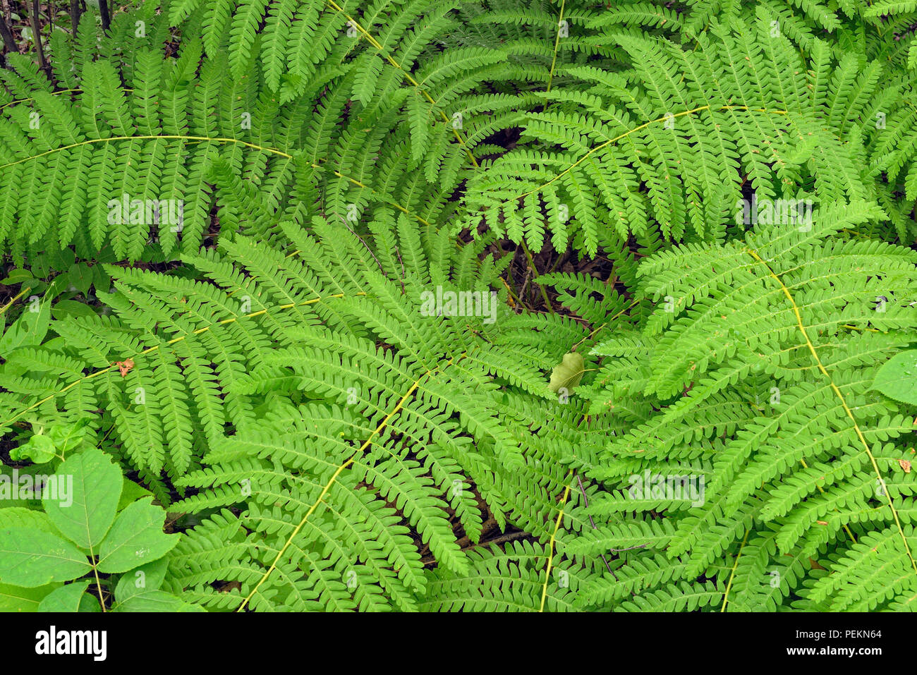 Interrupted fern (Osmunda claytoniana), Greater Sudbury, Ontario ...