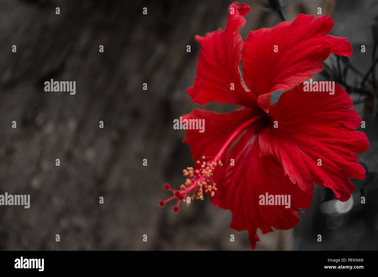 Lotus leave shape hi-res stock photography and images - Alamy