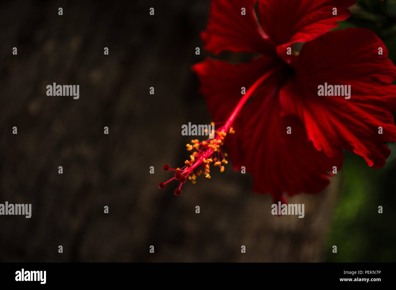 Lotus leave shape hi-res stock photography and images - Alamy