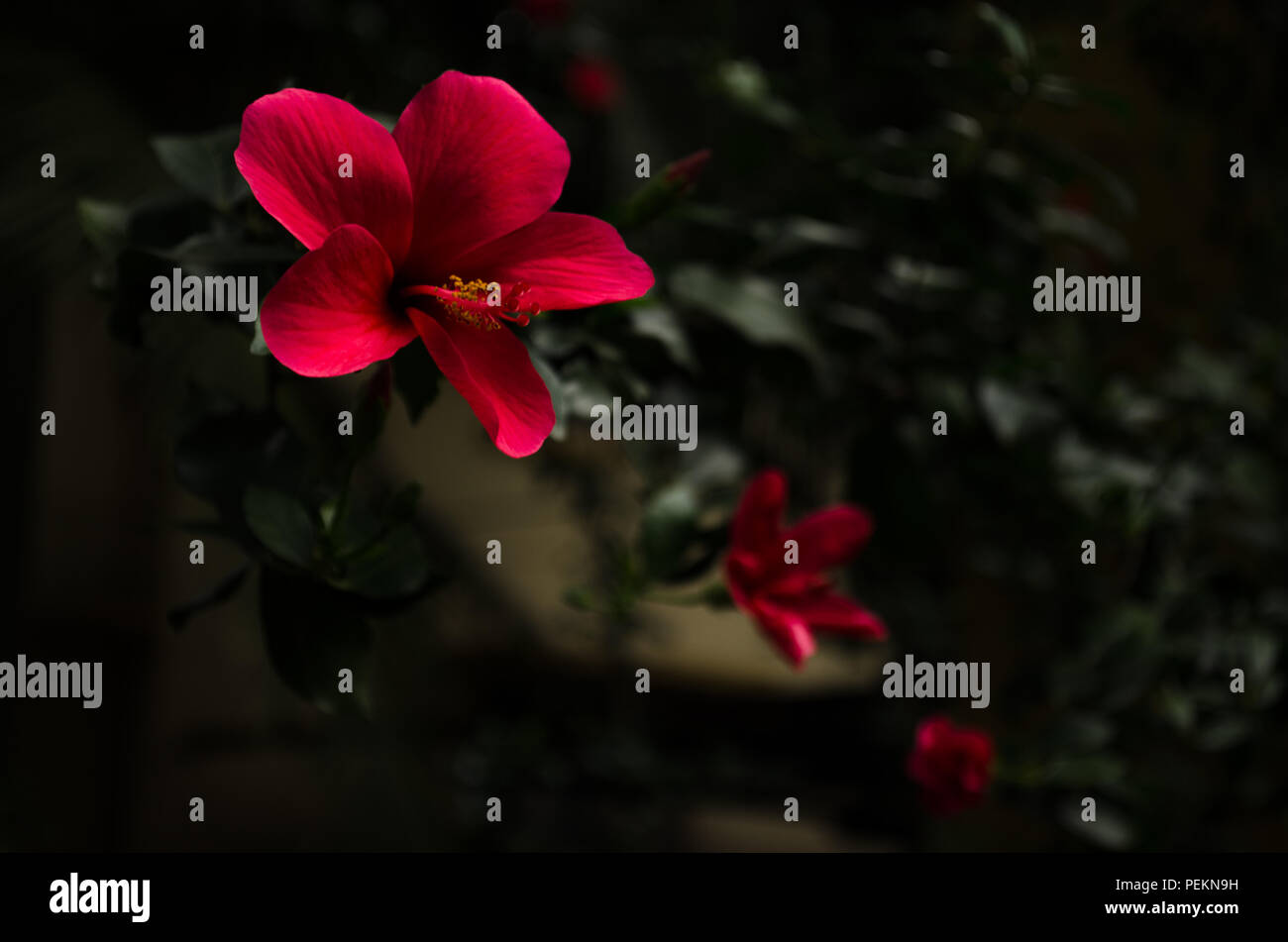 Indian pink root hi-res stock photography and images - Alamy