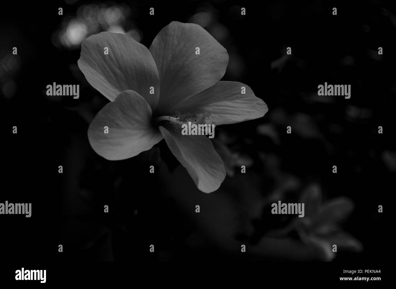 Pink yellow green Black and White Stock Photos & Images - Alamy