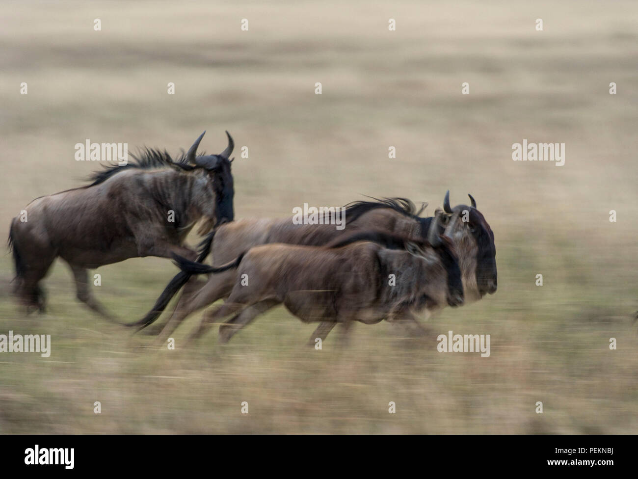 Great annual wildebeest migration hi-res stock photography and images ...