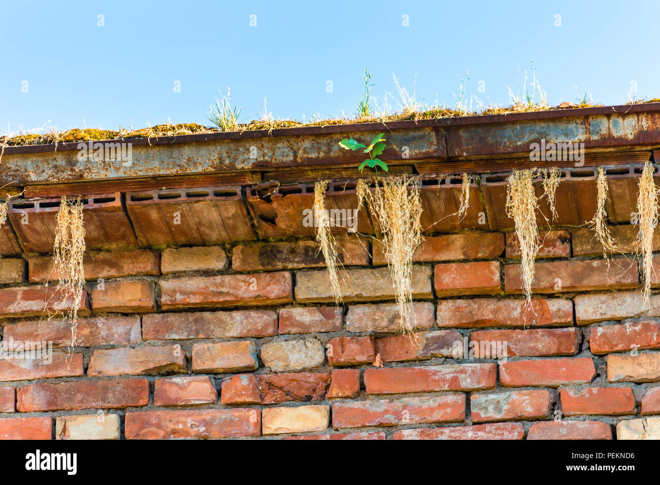 Mosses and weeds through the holes in old rusty gutters Stock Photo - Alamy