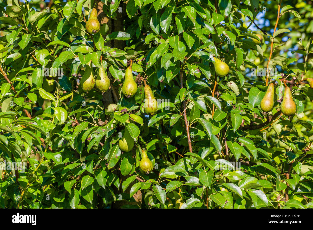 Williams pears tree hi-res stock photography and images - Alamy
