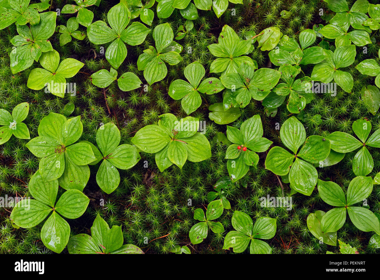 Bunchberry (Cornus Canadensis) and moss, Halfway Lake Provincial Park ...