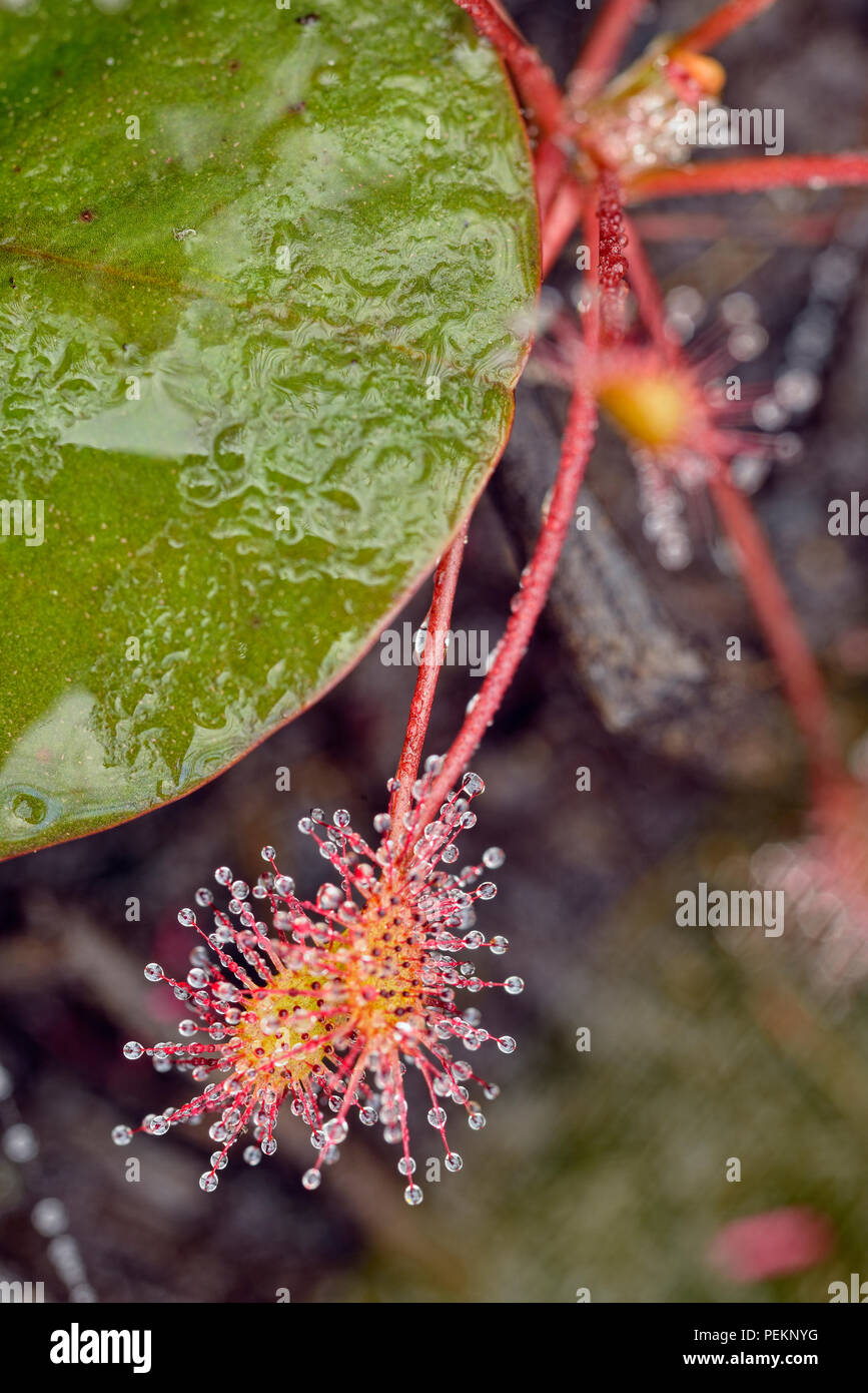 Round leafed sundew (Drosera rotundifolia), Halfway Lake Provincial ...