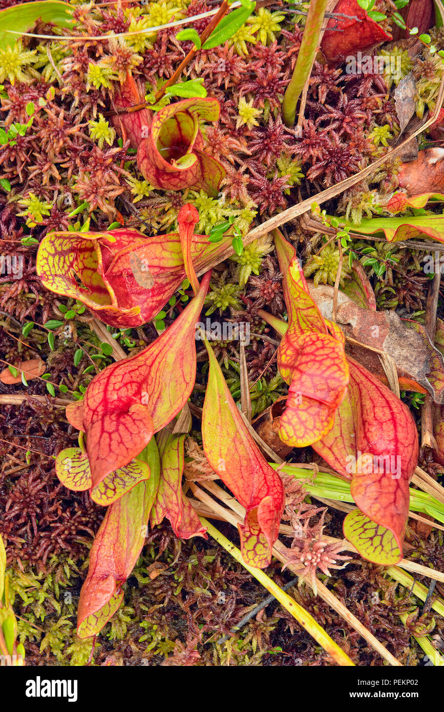 Northern Pitcher plant (Sarracenia purpurea), near Halfway Lake ...
