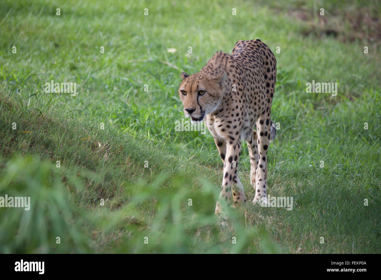 Leopard in Phoenix Zoo, Arizona,USA Stock Photo - Alamy