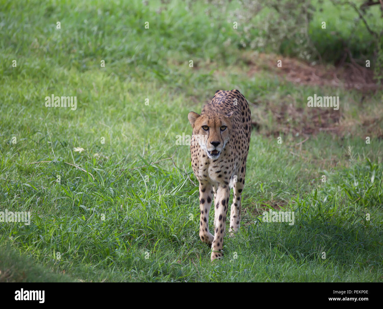 Leopard in Phoenix Zoo, Arizona,USA Stock Photo - Alamy