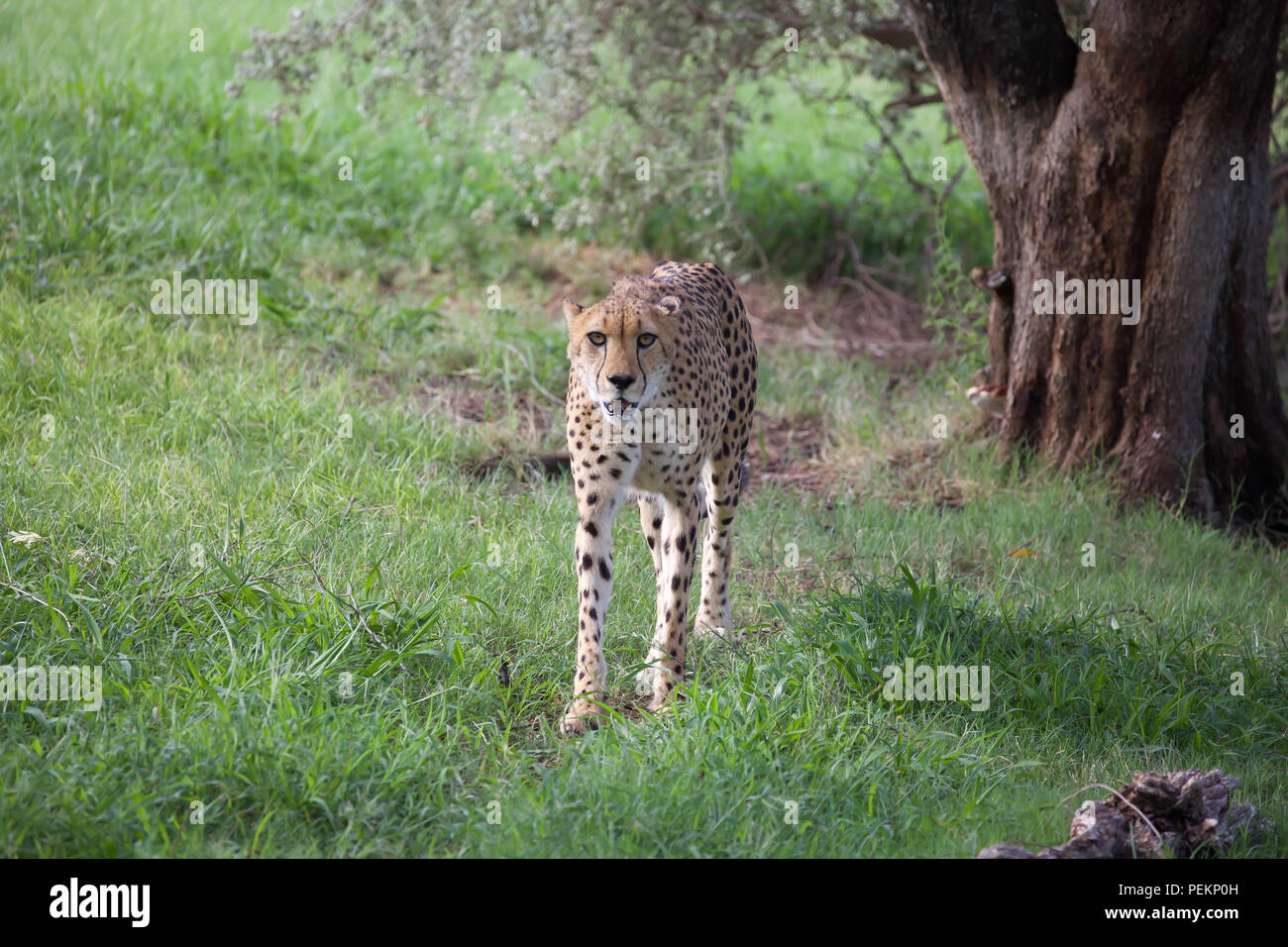 Leopard in Phoenix Zoo, Arizona,USA Stock Photo - Alamy
