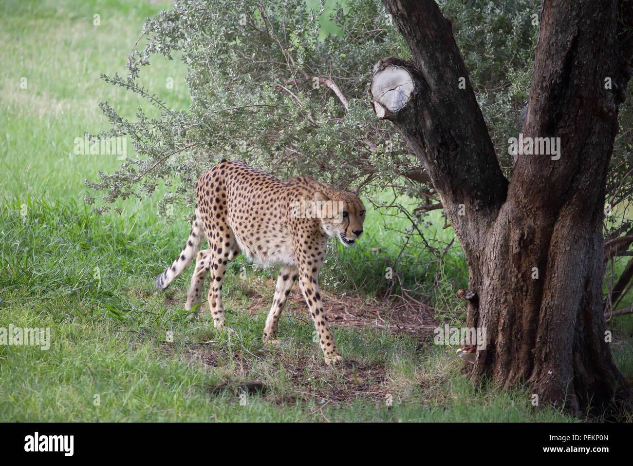 Leopard in Phoenix Zoo, Arizona,USA Stock Photo - Alamy