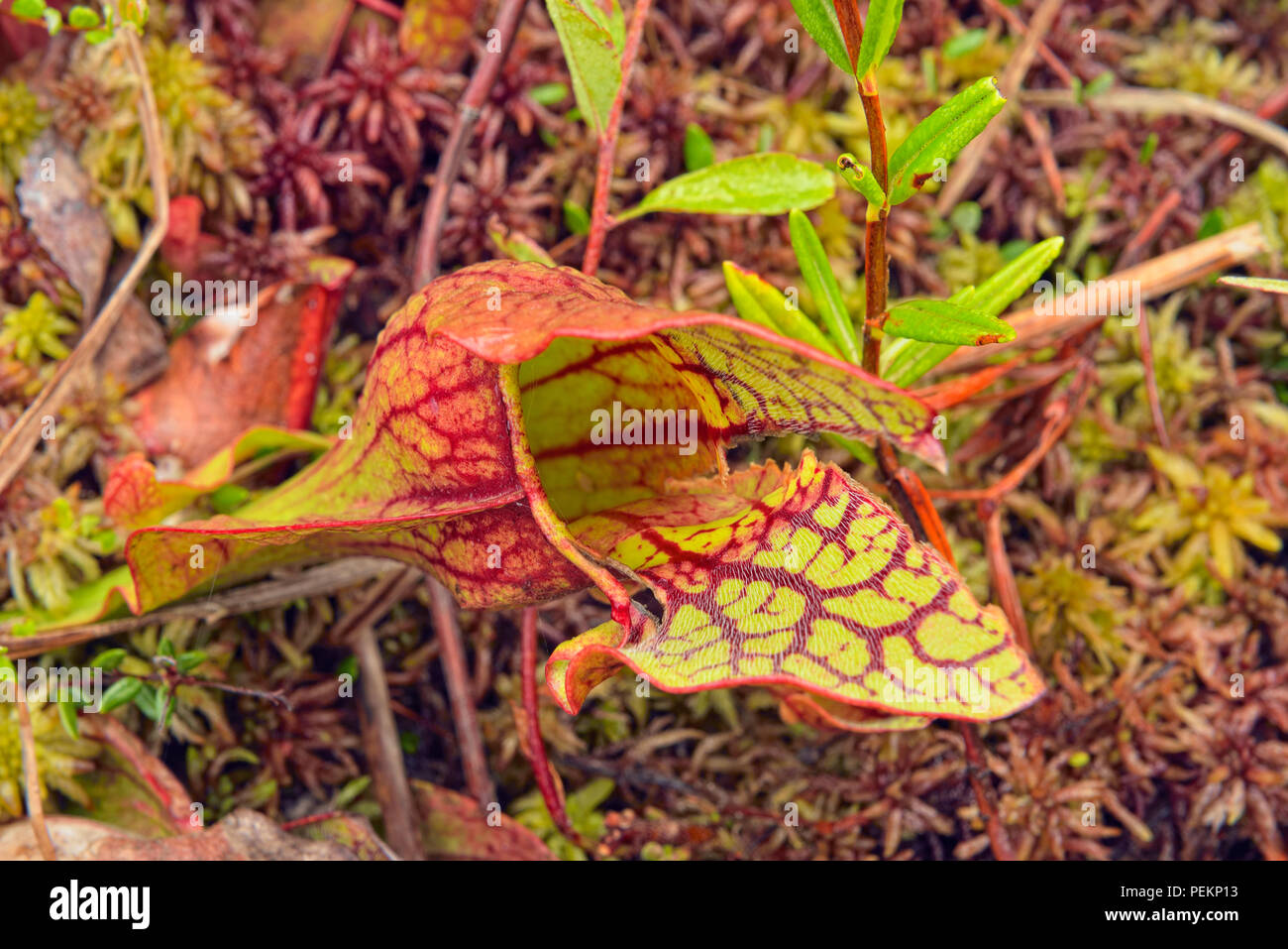Pitcher plant sarracenia purpurea hi-res stock photography and images ...