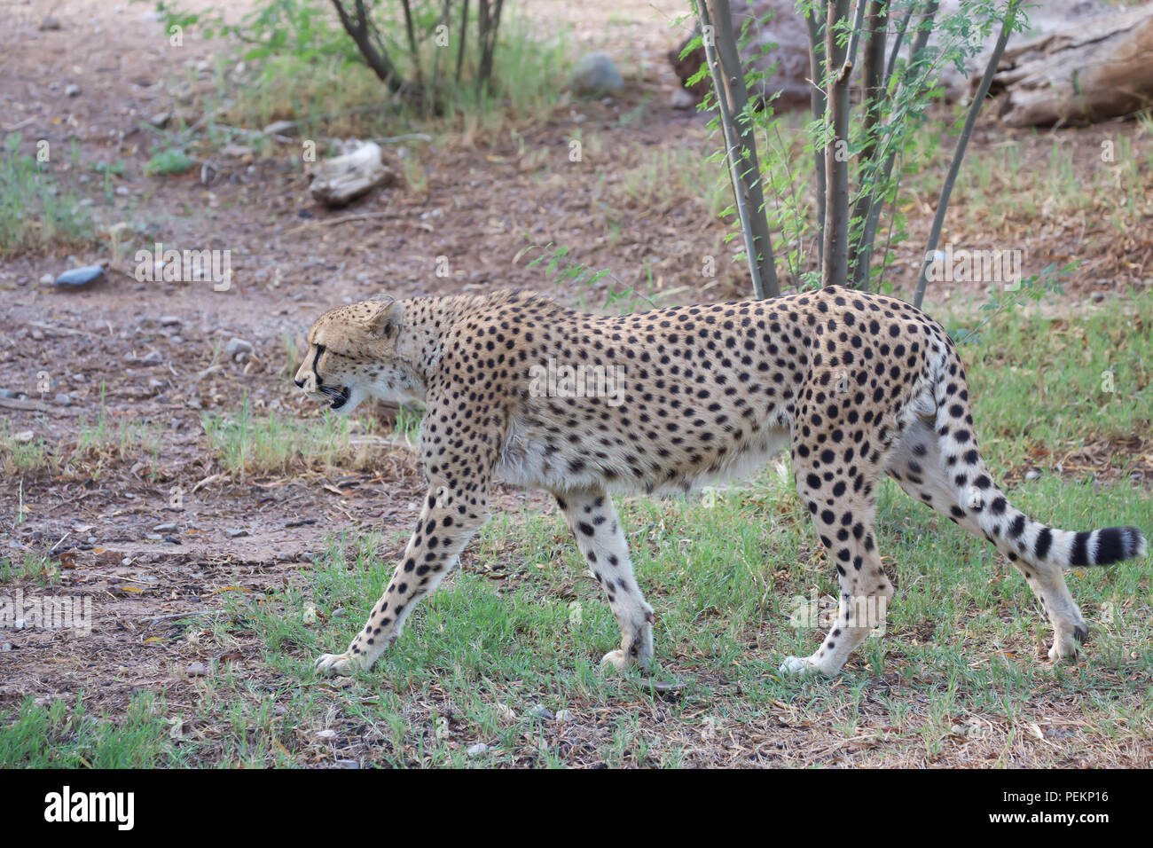 Leopard in Phoenix Zoo, Arizona,USA Stock Photo - Alamy