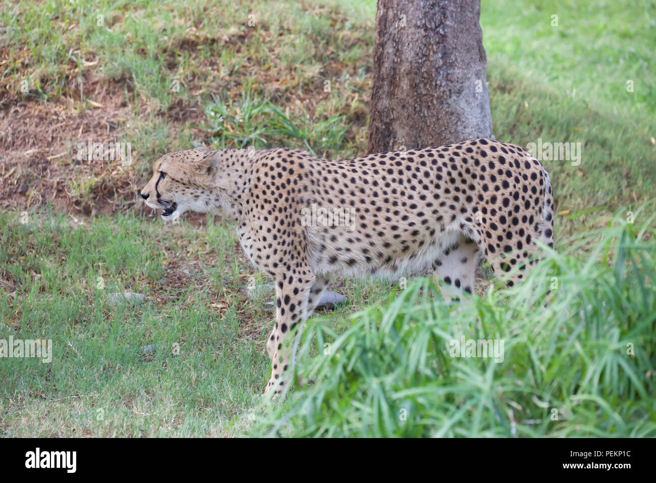 Leopard in Phoenix Zoo, Arizona,USA Stock Photo - Alamy