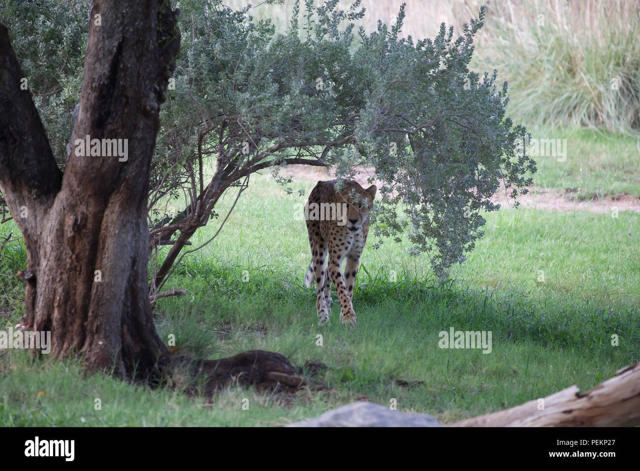 Leopard in Phoenix Zoo, Arizona,USA Stock Photo - Alamy