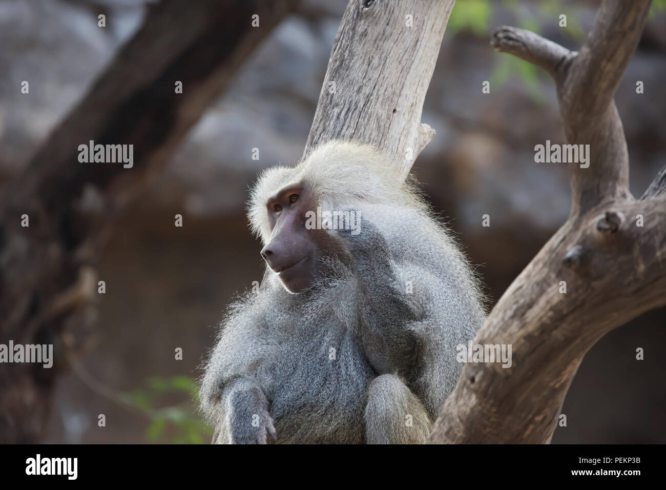 Baboon boy hi-res stock photography and images - Alamy