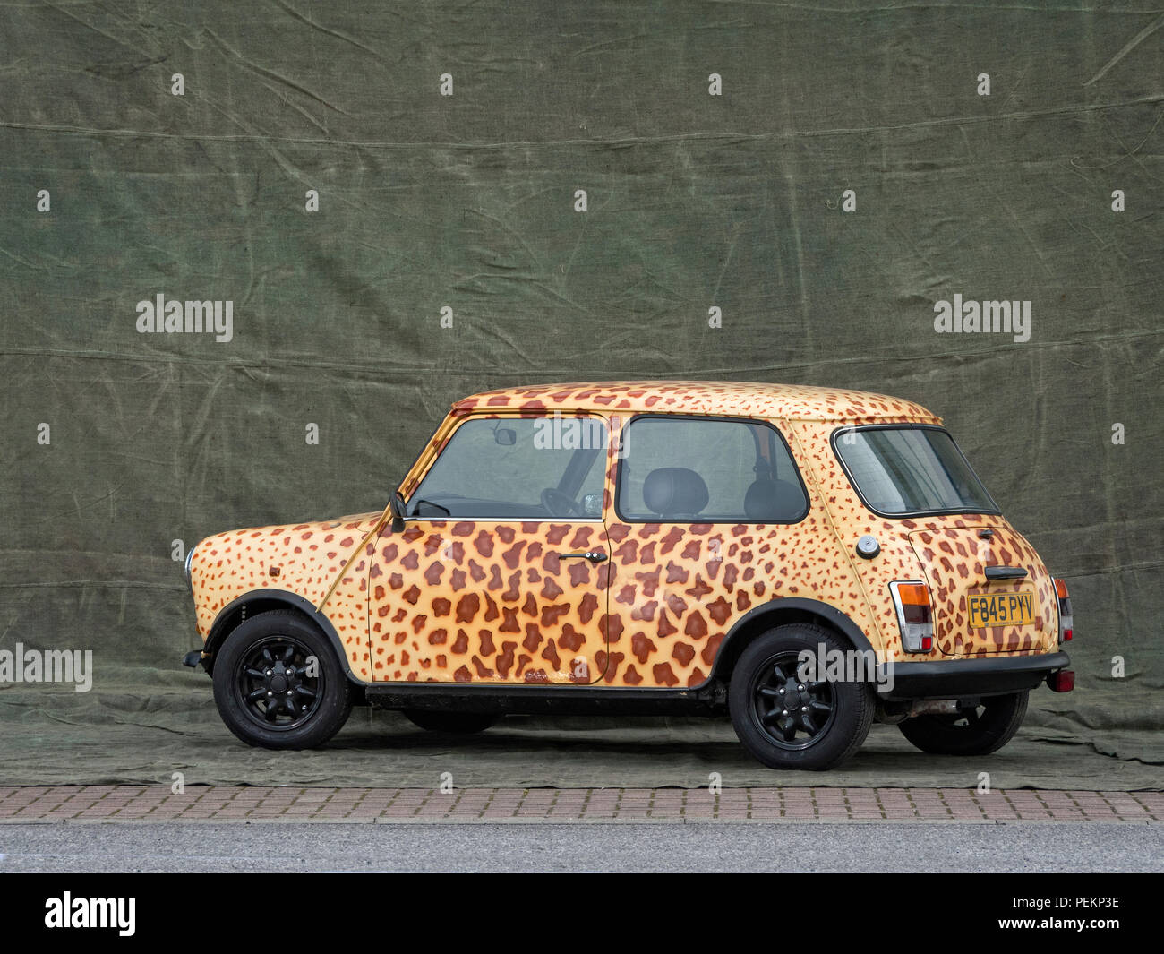 1989 Rover Mini Lepard skin design Stock Photo - Alamy