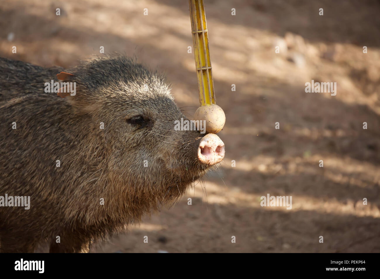 Collared Peccary in Phoenix Zoo, Arizona,USA Stock Photo - Alamy