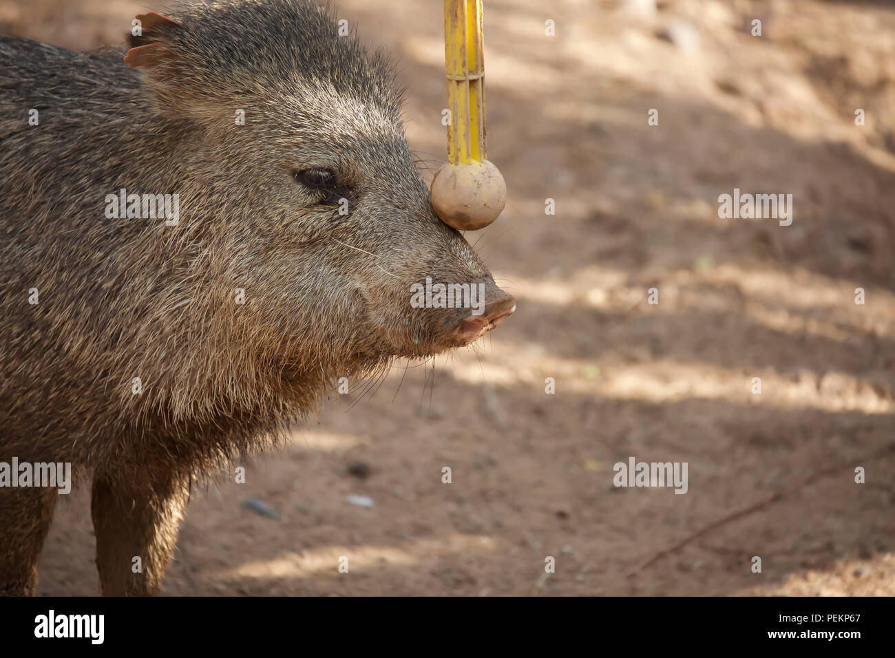 Collared Peccary in Phoenix Zoo, Arizona,USA Stock Photo - Alamy