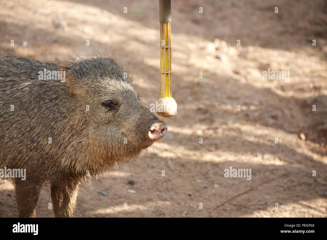 Collared Peccary in Phoenix Zoo, Arizona,USA Stock Photo - Alamy