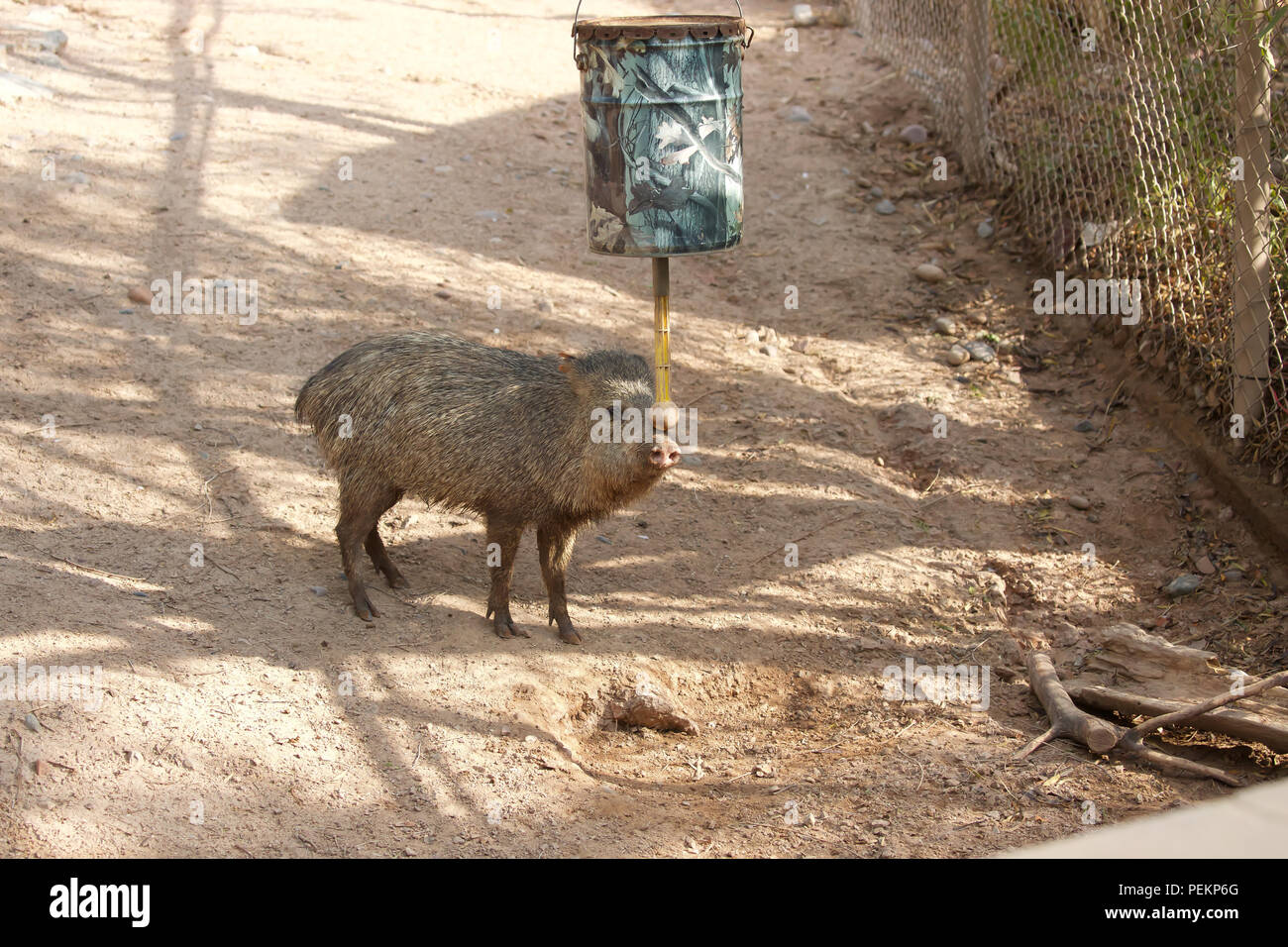 Collared Peccary in Phoenix Zoo, Arizona,USA Stock Photo - Alamy