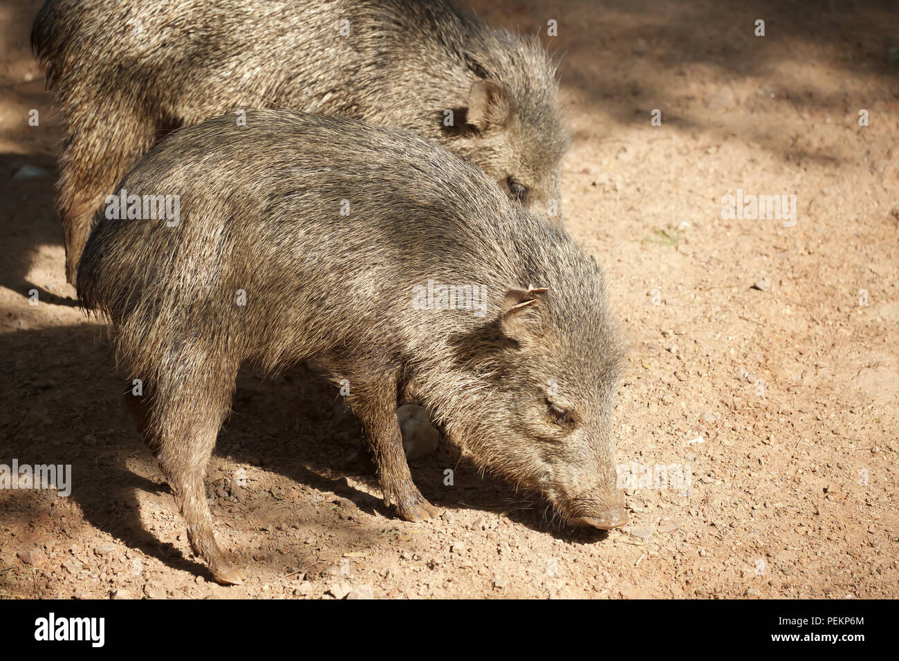 Collared Peccary in Phoenix Zoo, Arizona,USA Stock Photo - Alamy