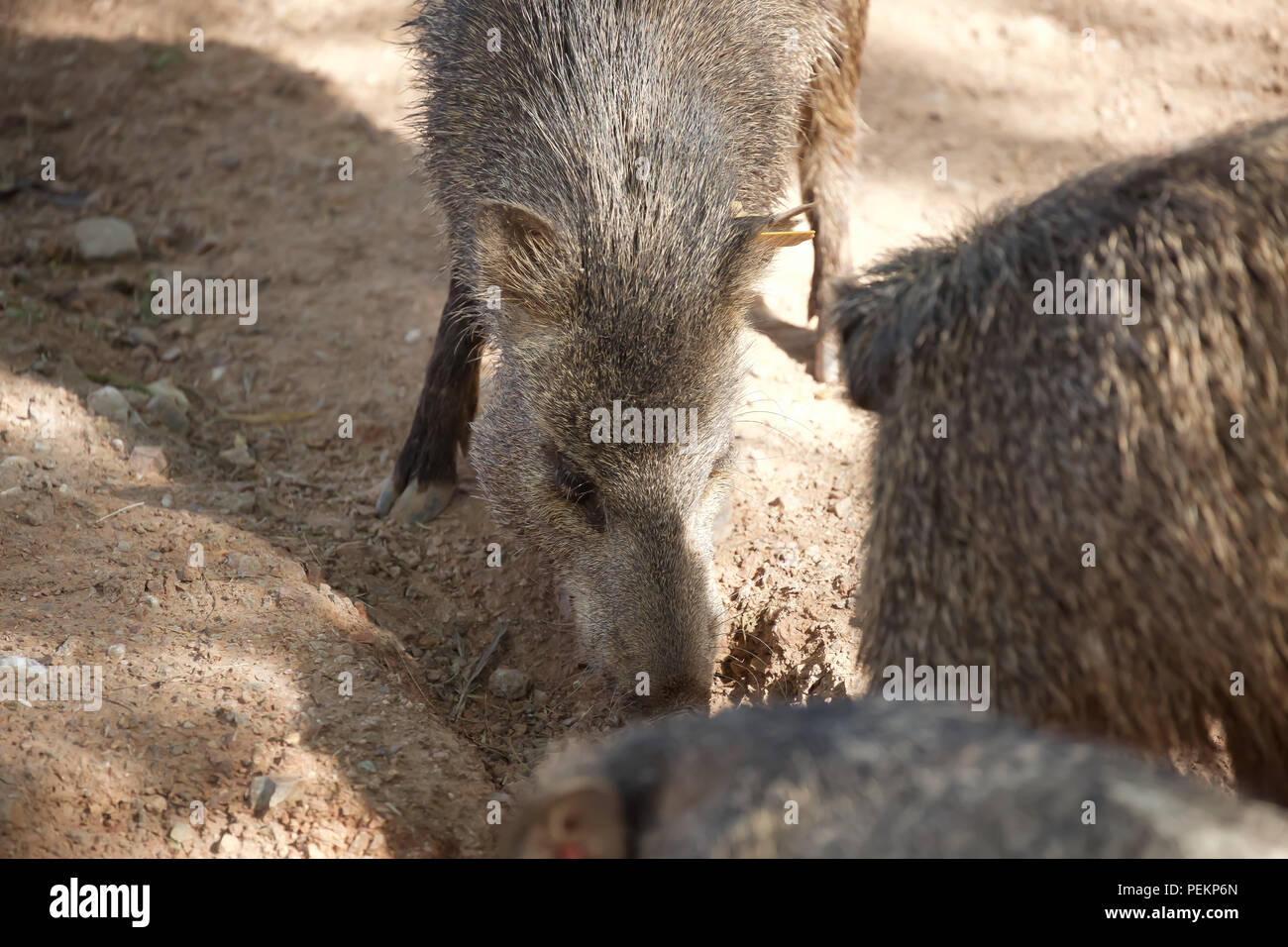 Collared Peccary in Phoenix Zoo, Arizona,USA Stock Photo - Alamy
