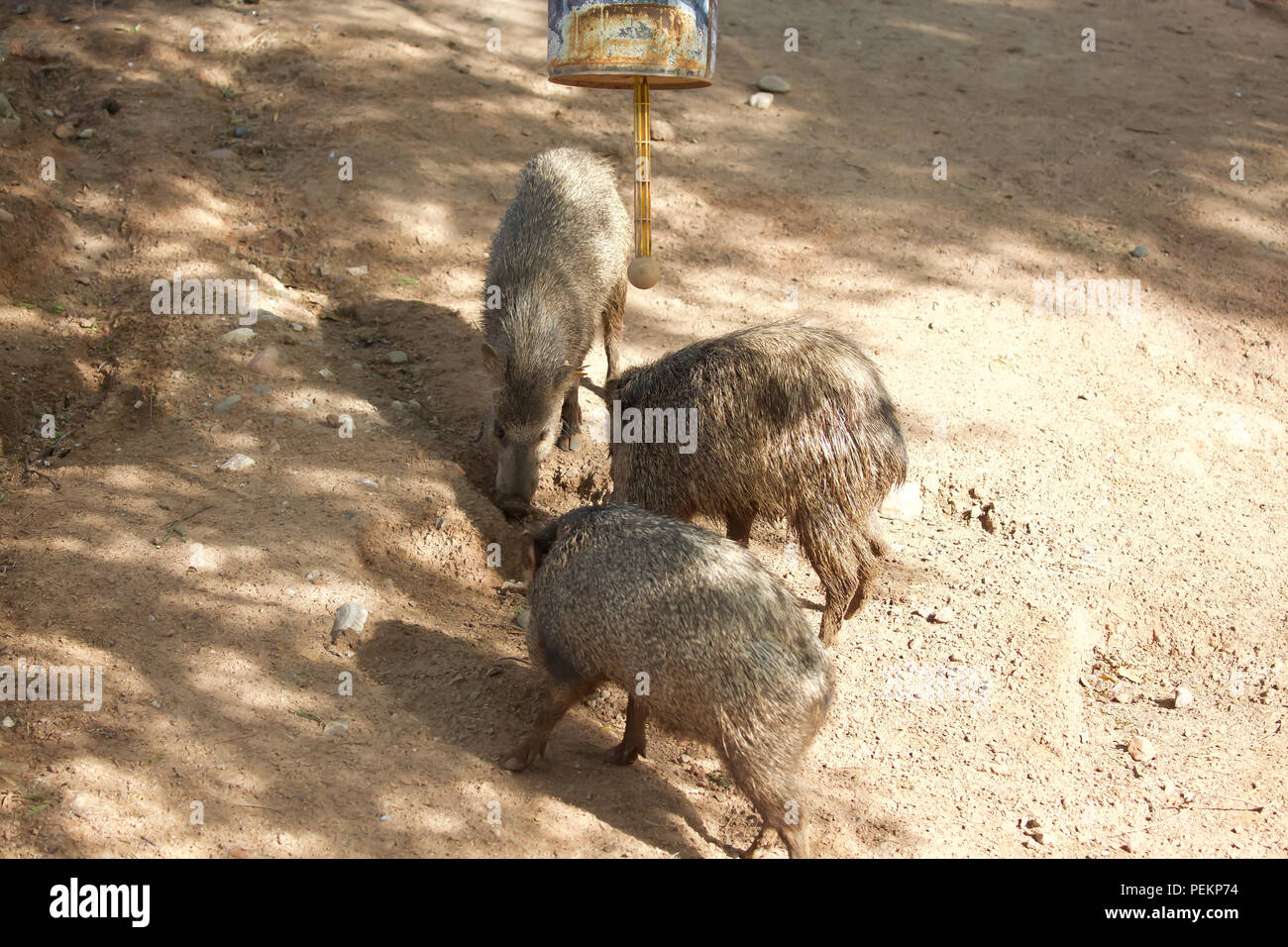 Collared Peccary in Phoenix Zoo, Arizona,USA Stock Photo - Alamy