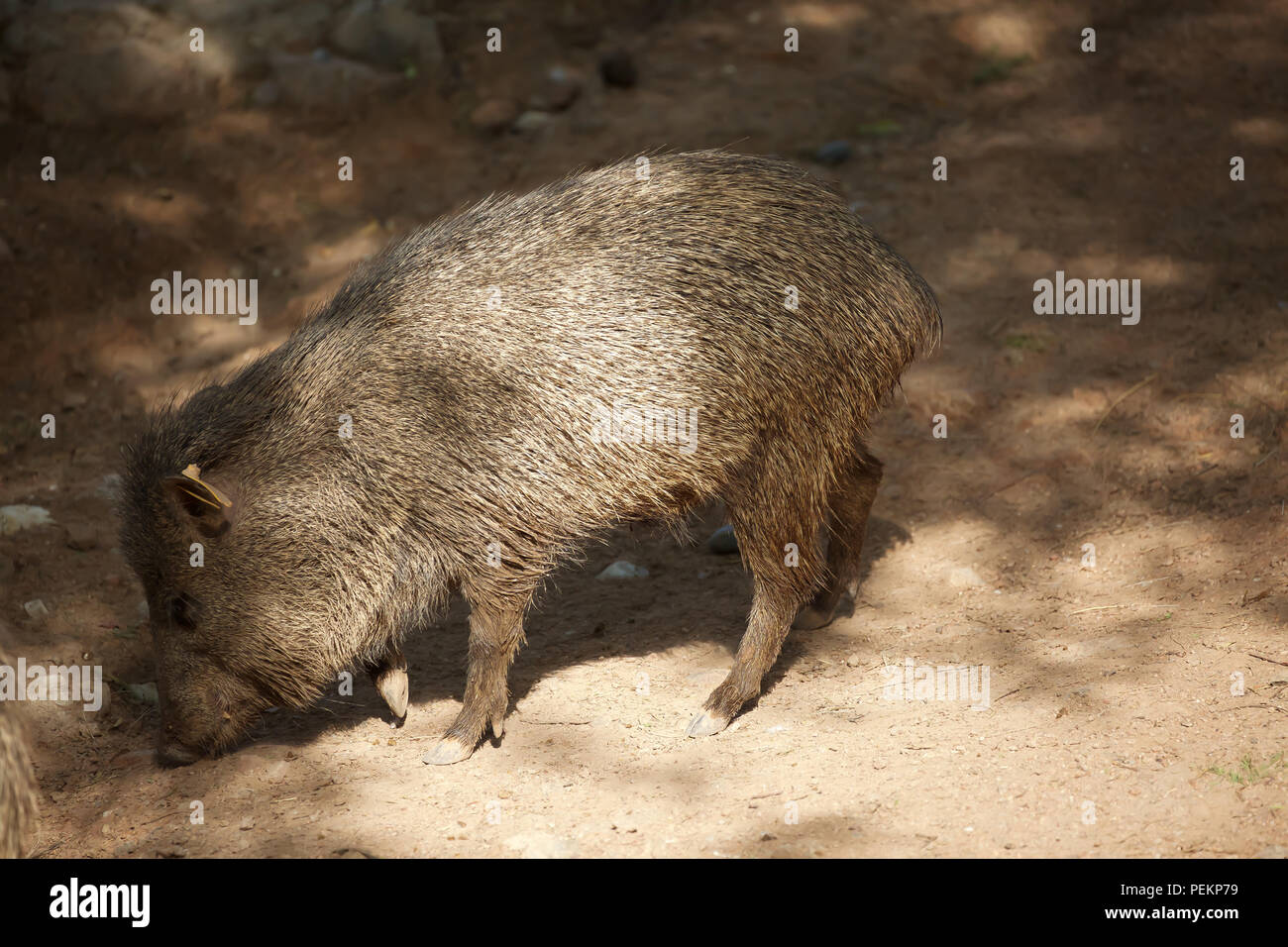 Collared Peccary in Phoenix Zoo, Arizona,USA Stock Photo - Alamy